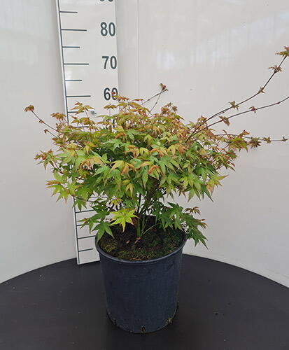 Acer Palmatum Little Princess Japanese Acer Tree Buy Online