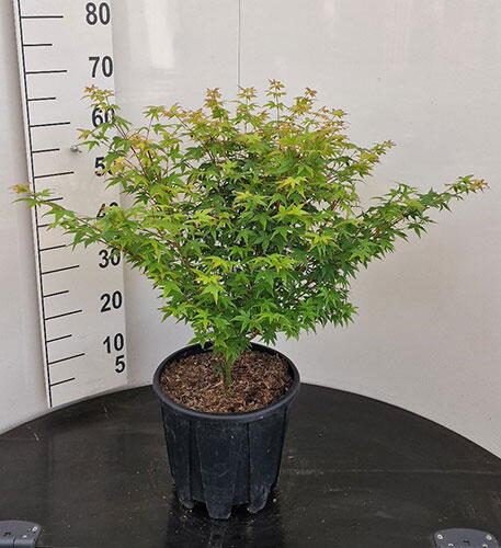 Acer Palmatum Little Princess Japanese Acer Tree Buy Online