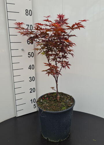 Acer Palmatum Little Red. Japanese Maple Little Red