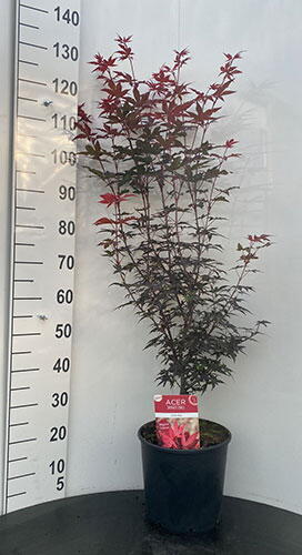 Acer Palmatum Little Red. Japanese Maple Little Red