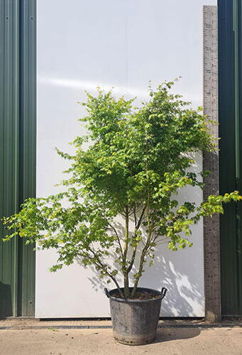 Acer Palmatum Masu Kagami Variegated Japanese Maple Tree