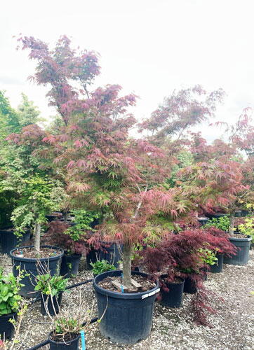 Acer Palmatum Red Pygmy. Dwarf Red Japanese Acers Online UK