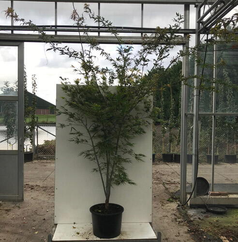 Acer Palmatum Scolopendrifolium Japanese Maple Shinobuga Oka