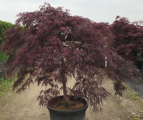 Acer palmatum Tamuke yama. Japanese Maple Tamuke yama UK