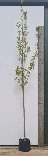 Acer Platanoides Cleveland Norway Maple Cleveland for Sale