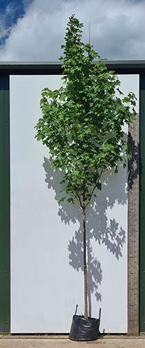 Acer Platanoides Columnare Norway Maple Columnare for Sale