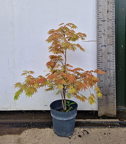 Acer Shirasawanum Autumn Moon Maple for Sale Online UK