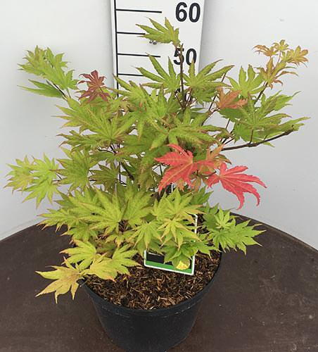 Acer Shirasawanum Autumn Moon Maple for Sale Online UK