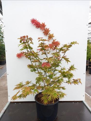 Acer Shirasawanum Autumn Moon Maple for Sale Online UK