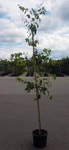 Amelanchier Grandiflora Ballerina. Ballerina Tree for Sale