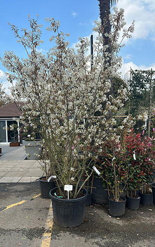 Amelanchier Lamarckii. Snowy Mespilus Trees and Shrubs UK.