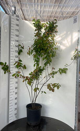Amelanchier Lamarckii. Snowy Mespilus Trees and Shrubs UK.