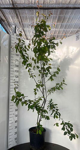 Amelanchier Lamarckii. Snowy Mespilus Trees and Shrubs UK.