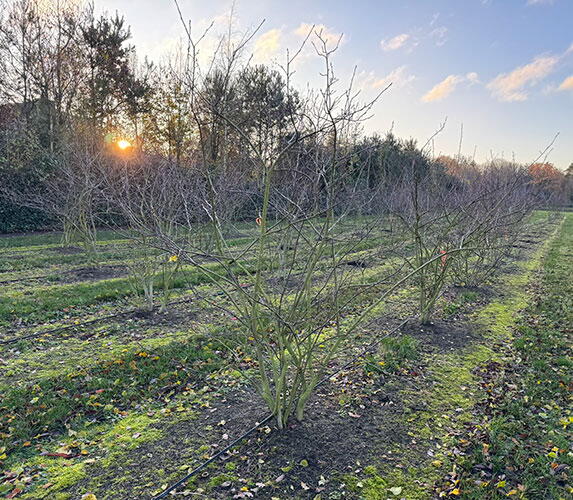 Amelanchier Lamarckii. Snowy Mespilus Trees and Shrubs UK.