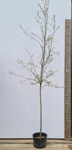Amelanchier Lamarckii. Snowy Mespilus Trees and Shrubs UK.