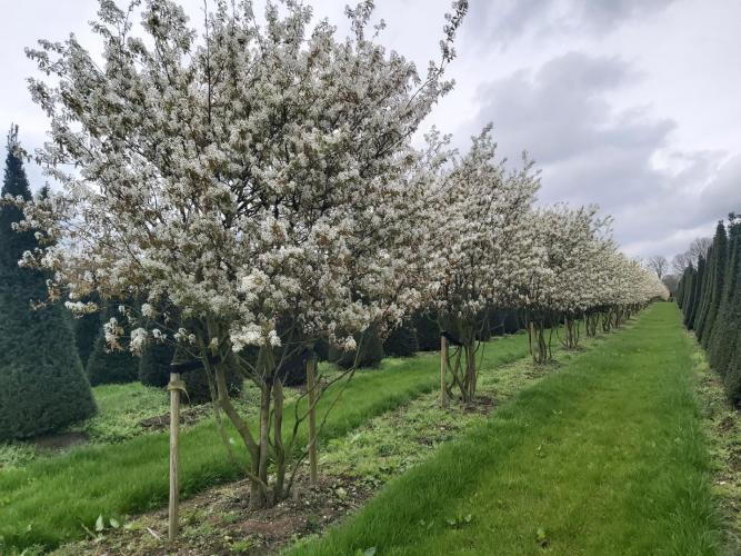 Amelanchier Lamarckii. Snowy Mespilus Trees and Shrubs UK.