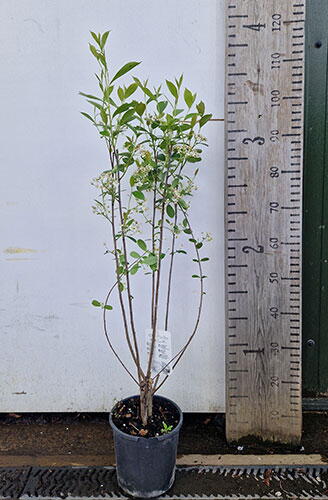 Aronia Melanocarpa Hugin Black Chokeberry Hugin Fruiting Shrubs