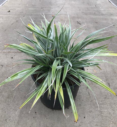 Astelia Silver Spear Plants Buy Online UK