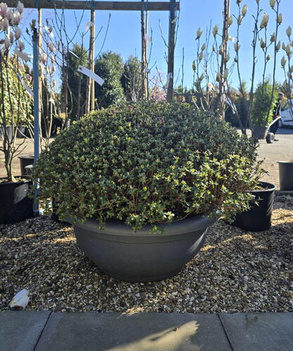 Azalea Amoena. Azaleas Obtusum.Evergreen Shrub Buy Online UK