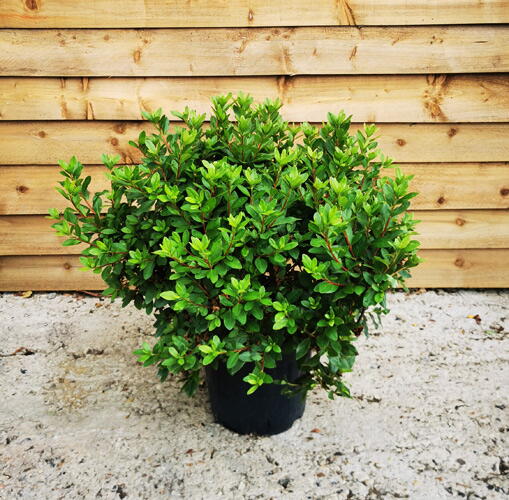 Azalea Girards Fuchsia Evergreen Shrub For Sale Online