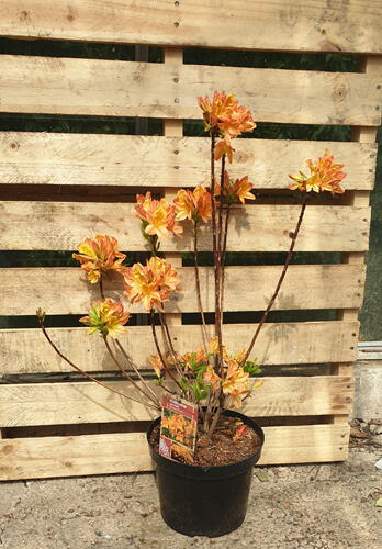 Azalea Golden Flair deciduous azalea for sale online UK.