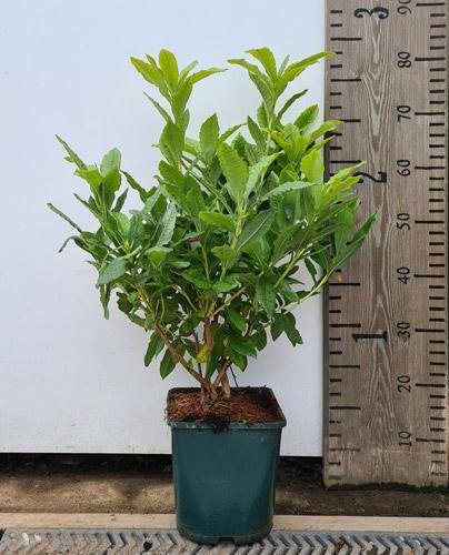 Azalea Hotspur Red. Deciduous Exbury Azalea for Sale Online