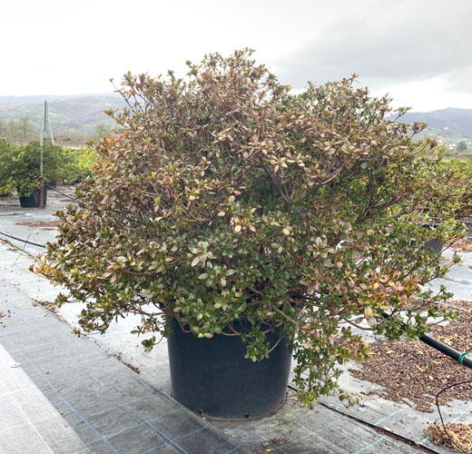 Azalea Japonica. Buy Japanese Azaleas. Acid Loving Shrubs UK