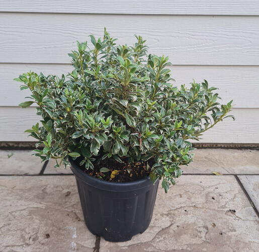 Azalea Japonica Silver Queen, Flowering Trees and Shrubs UK