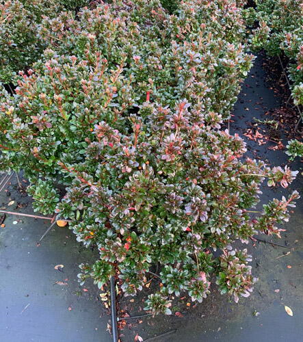 Azalea Johanna AGM for Sale Online at Paramount Plants UK