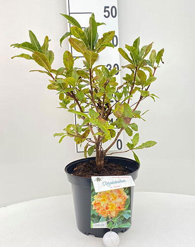 Azalea Mollis Anneke Azalea Anneke Yellow Flowering Azalea