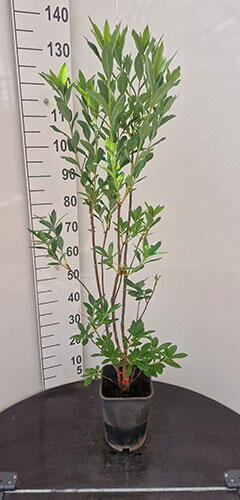 Mature Azalea Royal Command. Exbury Azalea to buy Online UK