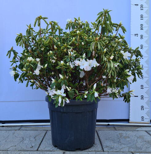Azalea Treasure Glenn Dale Hybrid for sale online London UK
