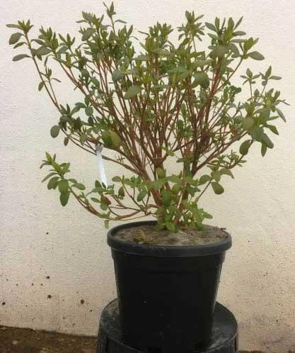 Azalea Treasure Glenn Dale Hybrid for sale online London UK