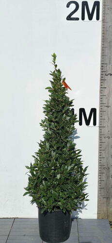 Bay Tree Topiary. Pyramid Bay Trees. Topiary Bay Cones UK