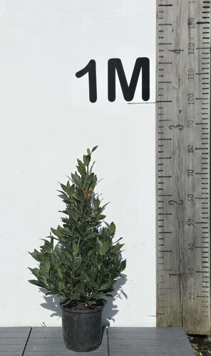 Bay Tree Topiary. Pyramid Bay Trees. Topiary Bay Cones UK