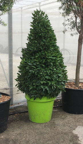 Bay Tree Topiary. Pyramid Bay Trees. Topiary Bay Cones UK