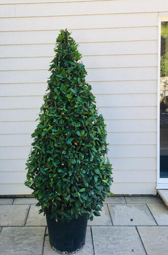 Bay Tree Topiary. Pyramid Bay Trees. Topiary Bay Cones UK