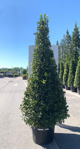 Bay Tree Topiary. Pyramid Bay Trees. Topiary Bay Cones UK