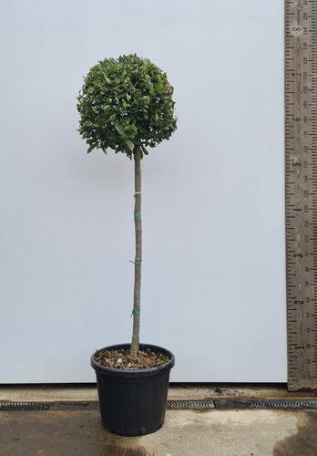 Topiary Bay Trees Topiary Bay Tree Lollipops Buy Online UK