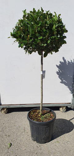 Topiary Bay Trees Topiary Bay Tree Lollipops Buy Online UK