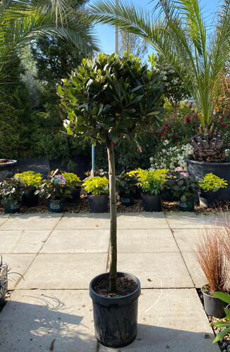 Topiary Bay Trees Topiary Bay Tree Lollipops Buy Online UK