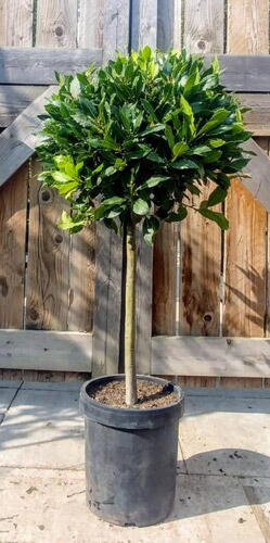 Topiary Bay Trees Topiary Bay Tree Lollipops Buy Online UK