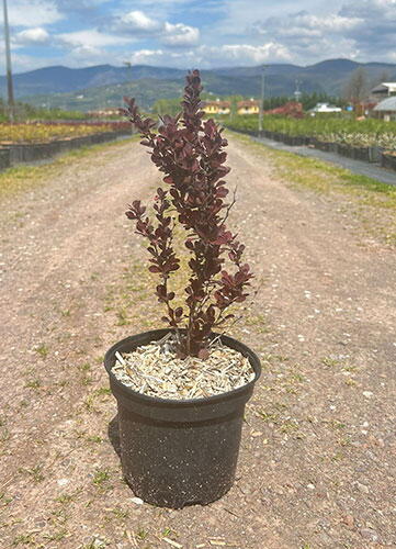 Berberis Red Rocket. Red Coloured Foliage Shrub. Buy UK
