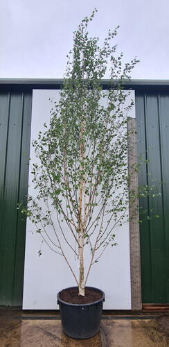 Betula Jacquemontii Multi Stem White Stemmed Birch Trees UK