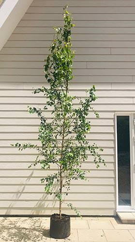 Betula Pendula Fastigiata Joes Silver Birch Fastigiata Joes