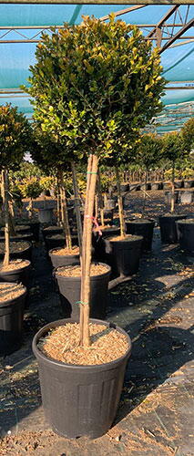 Box Topiary. Buxus Quarter Standard Topiary Trees. Buy UK