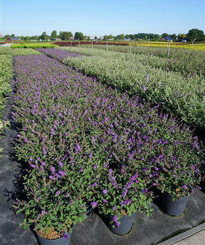 Buddleia Blue Chip Dwarf Butterfly Bush for sale Online UK