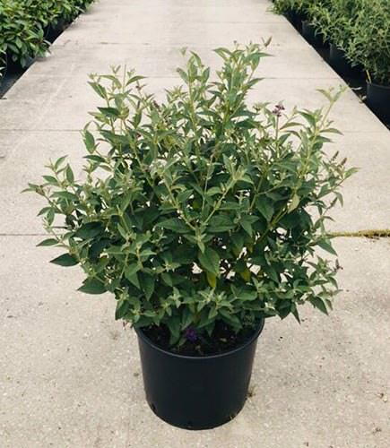 Buddleia Blue Chip Dwarf Butterfly Bush for sale Online UK