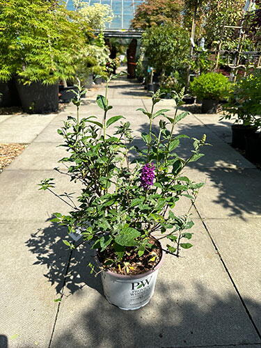 Buddleia Blue Chip Dwarf Butterfly Bush for sale Online UK