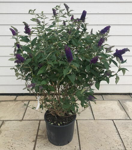 Buddleia Davidii Miss Ruby Butterfly Bush for Sale Online